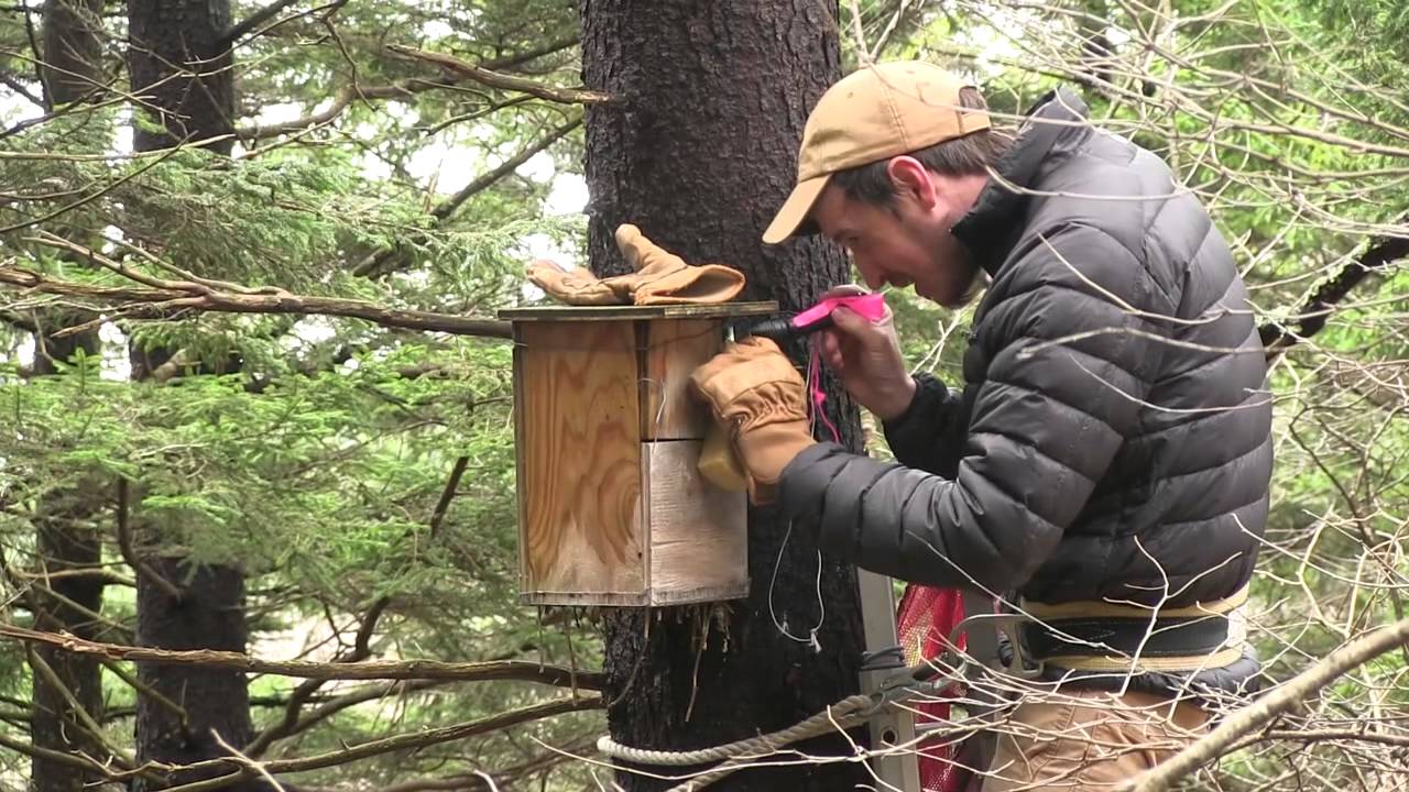 Carolina Flying Squirrel