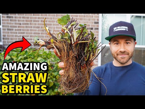 These Are The BEST Strawberry Plants I've Ever Seen!