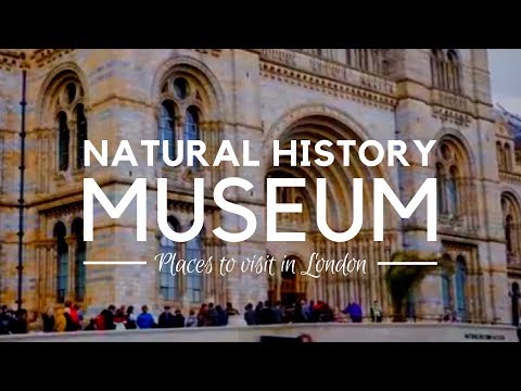 Natural History Museum London - Places to Visit in London