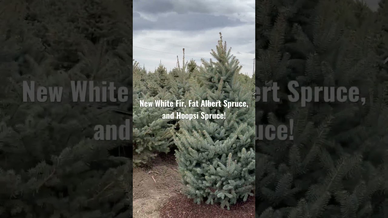 New White Fir, Fat Albert Spruce, & Hoopsi Spruce.  #evergreens #kubota #trees #smallbusiness