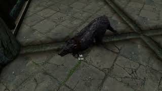 Skritch Likes A Good Drum Solo at Skyrim Special Edition Nexus - Mods ...