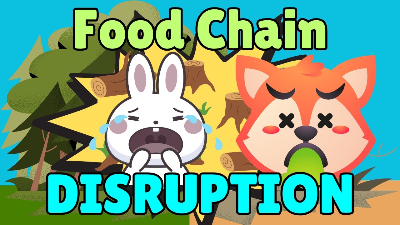 Food Chain | What happens when a food chain breaks?