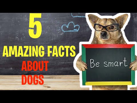 5 AMAZING FACTS ABOUT DOGS #trending #viral #dog
