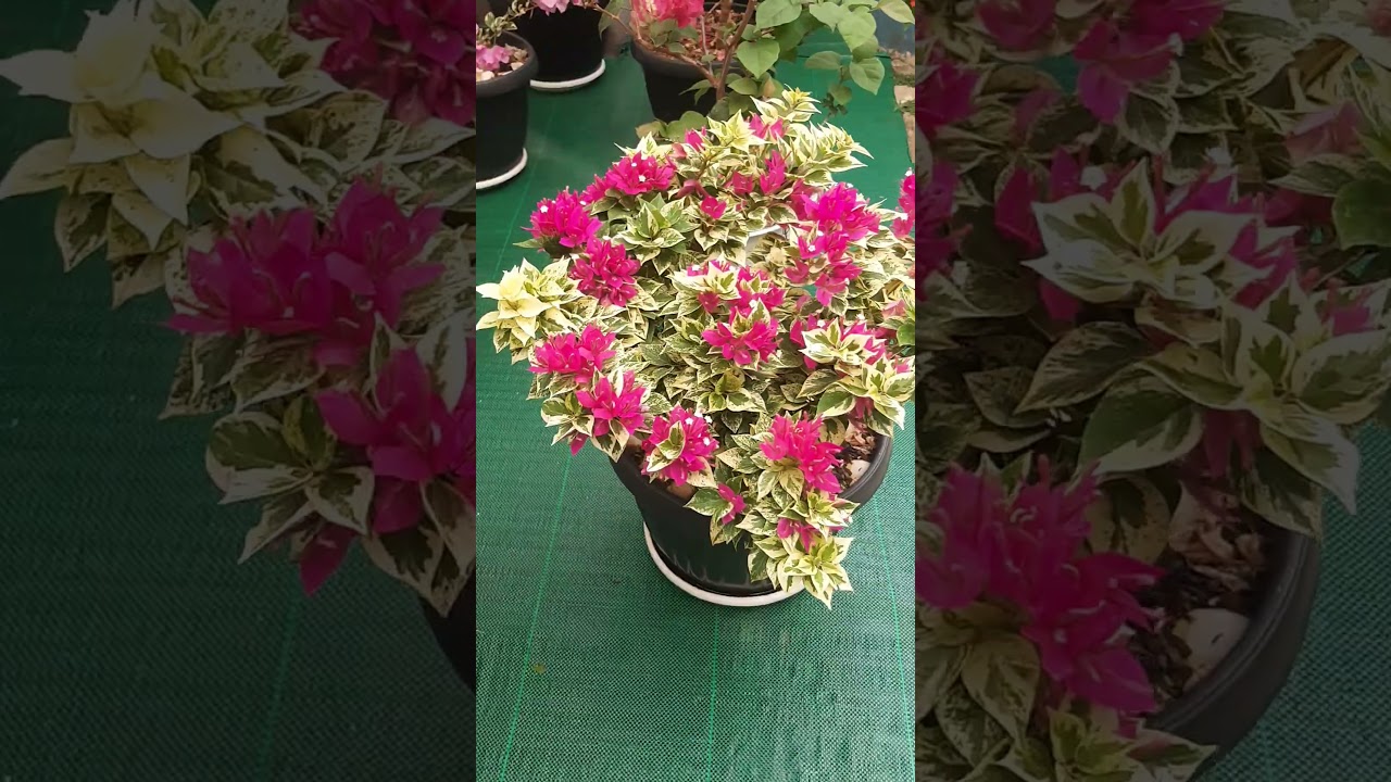Bougenville Singapore Varigata Ungu #bougainvillea #bougenville #bungakertas #cepzfarm