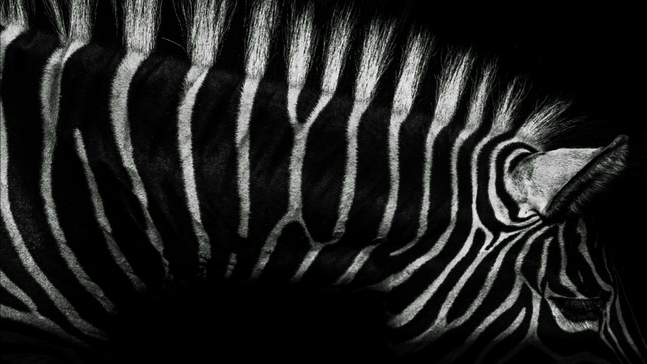 Turn your TV into a frame | Art (for your) TV | 4k -  Zebra