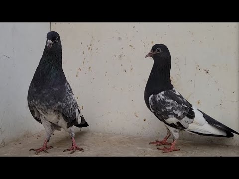 June 16, 2025 Shahid Rajput Pigeon +923133348255