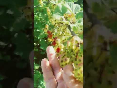 how does red currant grow