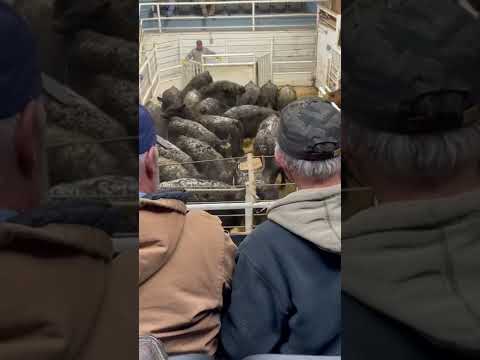 First group of calves to go through Torrington Livestock Auction last winter #shorts #farming #beef