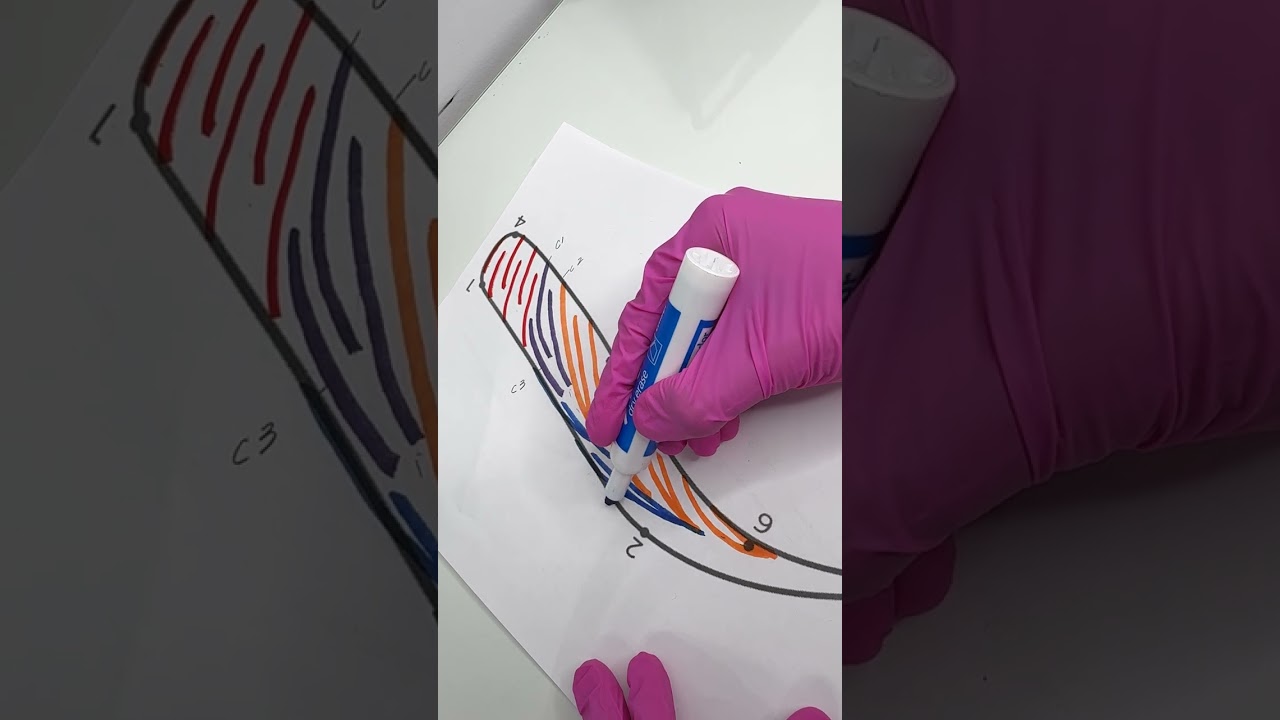 Browstetics Basic Microblading Pattern (Right Brow)