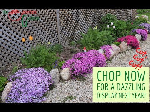 How to Prune Your Creeping Phlox Ready for a Dazzling Display Next Year