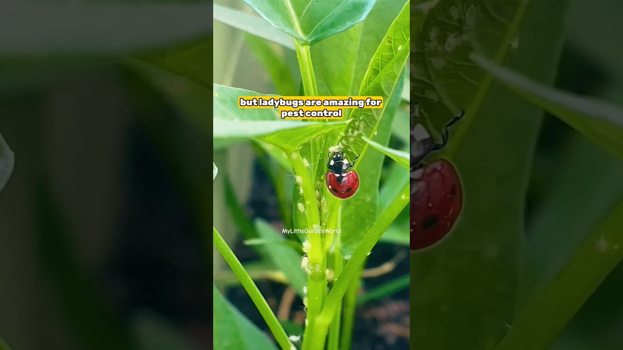 Ladybugs in My Garden!🐞🌱 Natural Pest Control in Action #gardeningtips #ladybug #pestcontrol #shorts