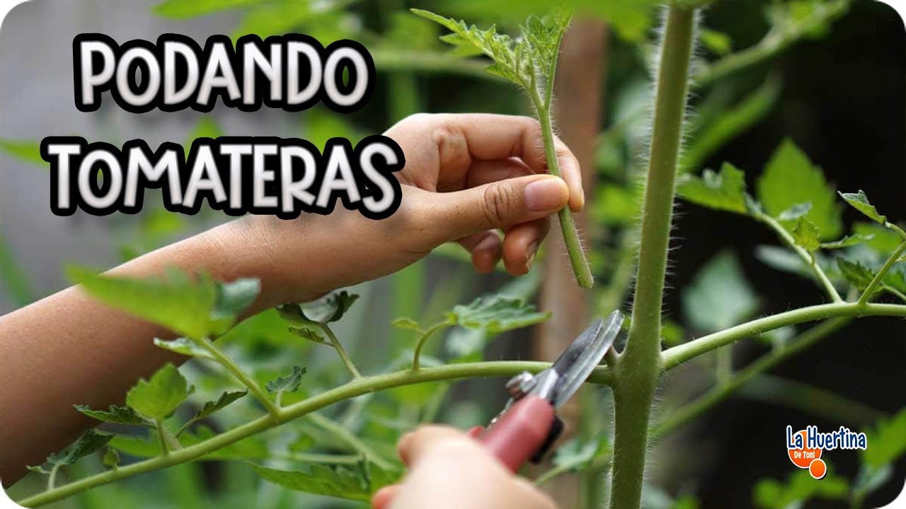 Como Podar Tomates Y Quitar Chupones Tomates || La Huertina De Toni