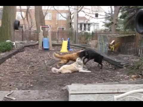 kim, sparkle and zoe play (Canis Sapiens' playdate service)