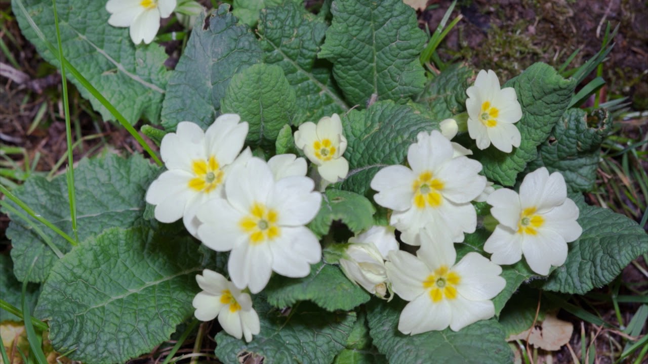 Time-lapse of common primrose (Primula vulgaris) flowers opening, Somerset, UK