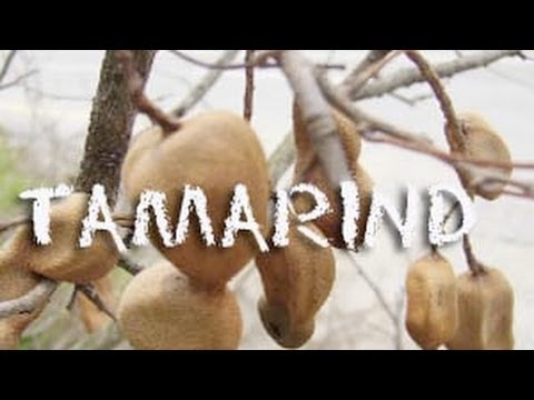 What Is Tamarind? / How to Make Pad Thai Recipe