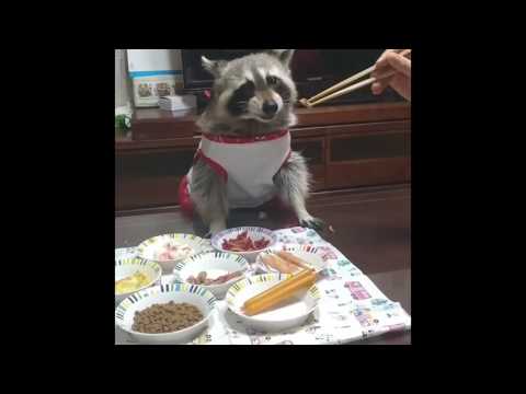 Raccoon Buri's Birthday Party