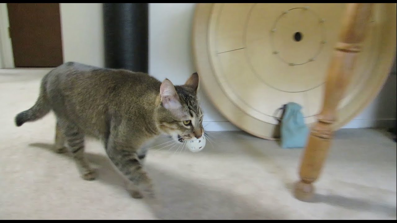 Man teaches his pet cat to hunt for its own food with genius method ...