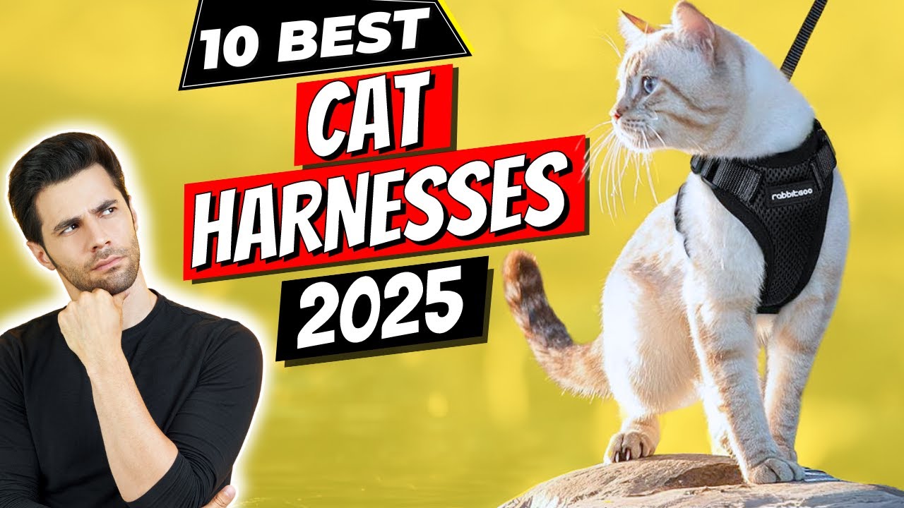 The 10 Best Cat Harnesses of 2025