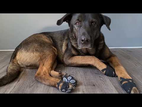 Loobani Dog Paw Pad V3.0 How To Install Instruction