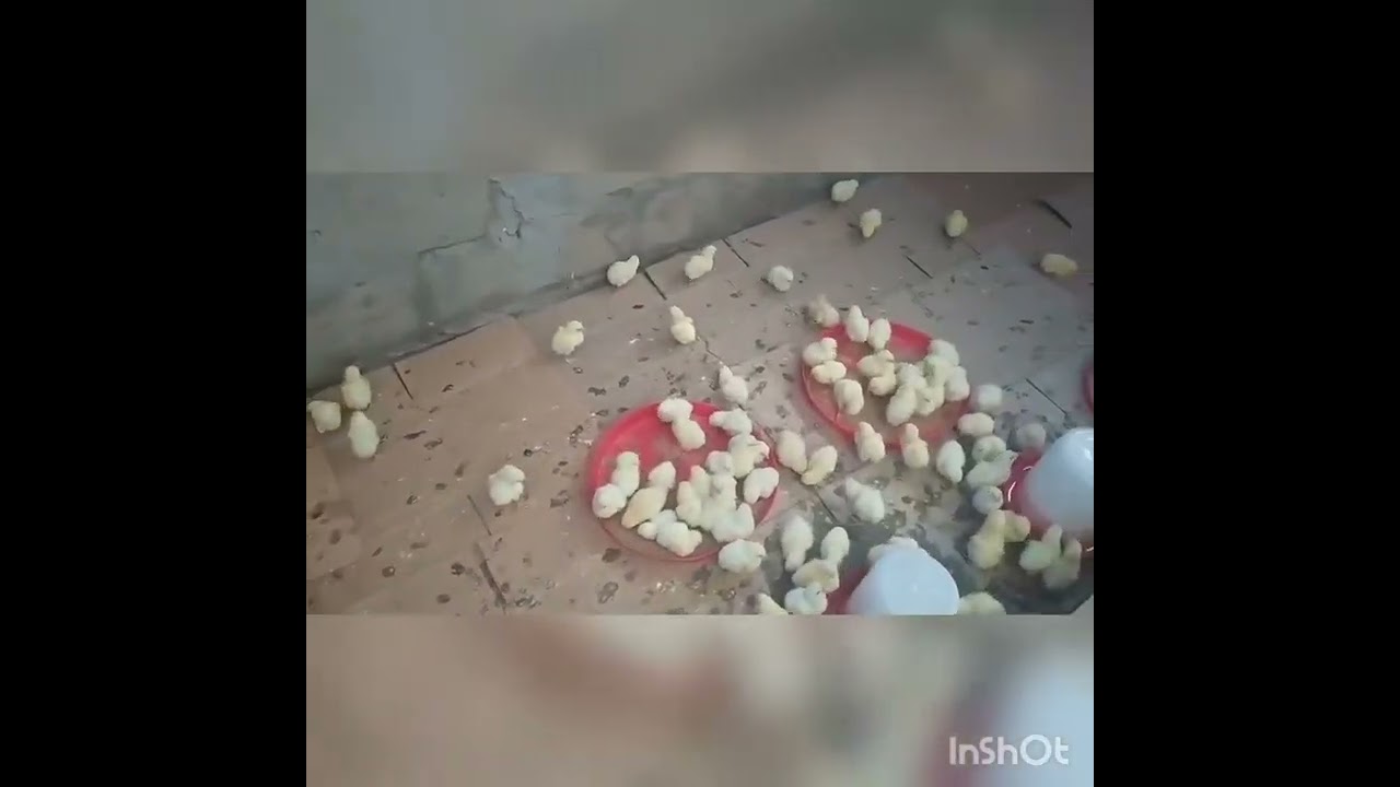 How to brood broilers In different Batches