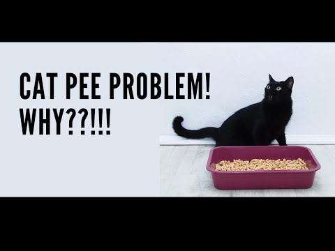 Why do cat pee outside the box? And how to solve the problem?