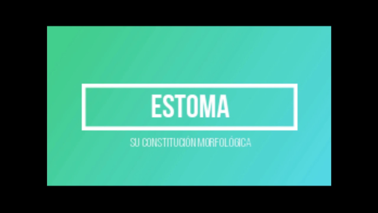 Transpiración estomática