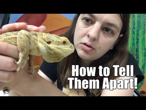How to Tell the Difference Between Male and Female Bearded Dragons!