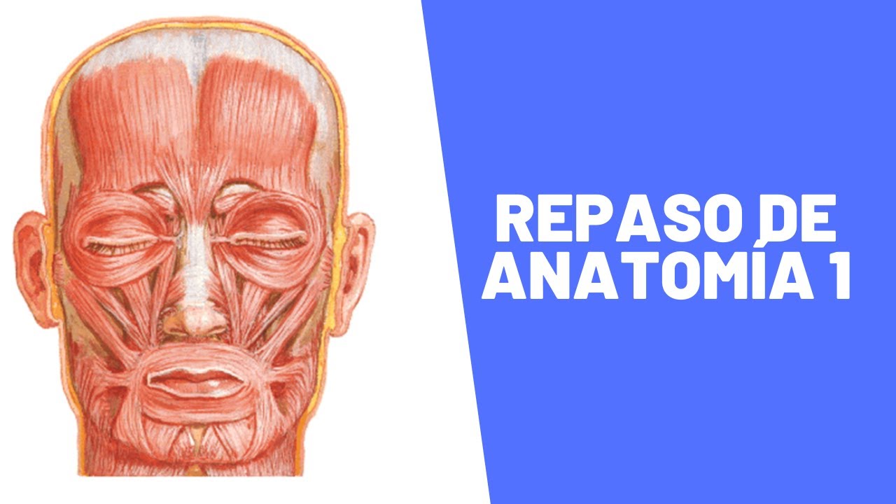 Anatomy Review I