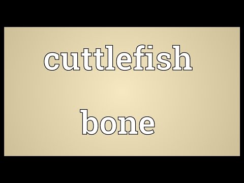 Cuttlefish bone Meaning