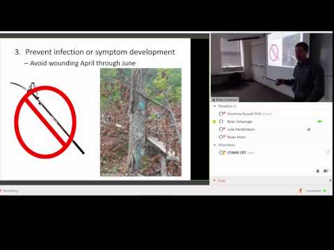 Oak Wilt versus Bur Oak Blight