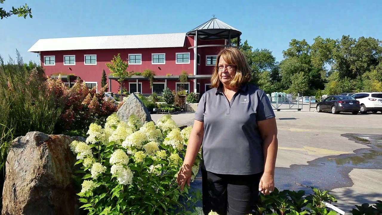 Lurvey Walk & Talk - All About Hydrangeas