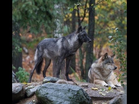 International Wolf Center | Learning of Wolves