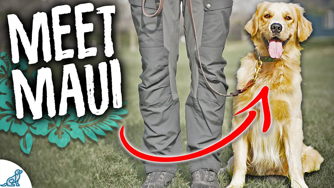 Rescue Dog Training Starts With THESE 3 Skills!