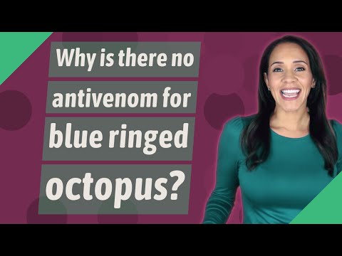 Why is there no antivenom for blue ringed octopus?