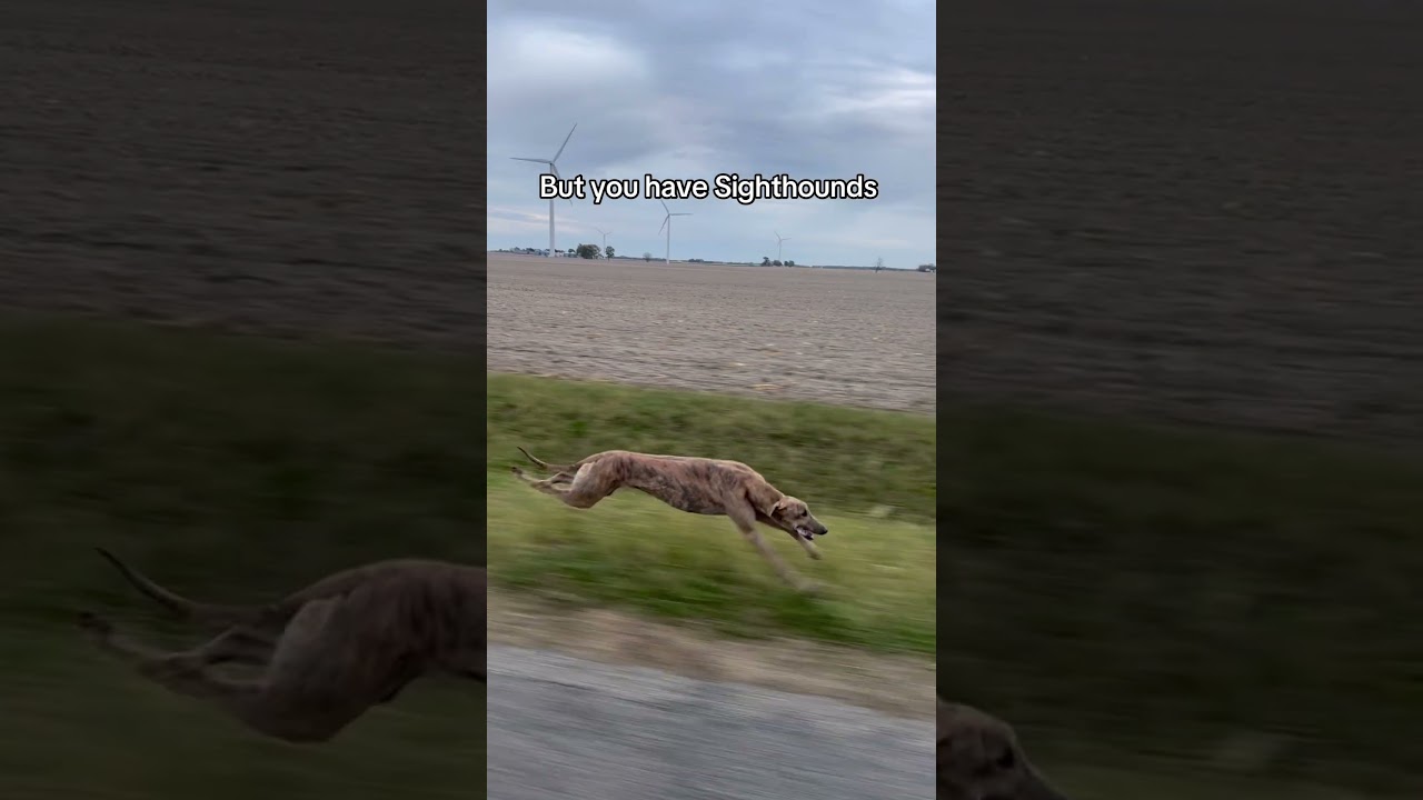 So you think you’re faster than a sighthound,eh? #runningdog #sighthound #greyhound #dogs #dogshorts