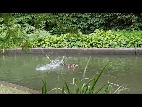 Tuesday: Duck report – Why Evolution Is True