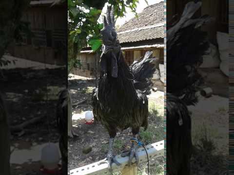 Kokok Ayam Jago Cemani