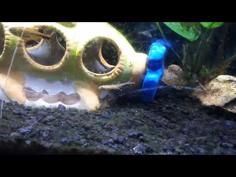 Struggling Fish - What's wrong with it? - Diseases - C.A.R.E.