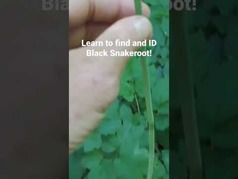 What you need to know about MEDICINAL Black Snakeroot! See my full-length wide-screen video!