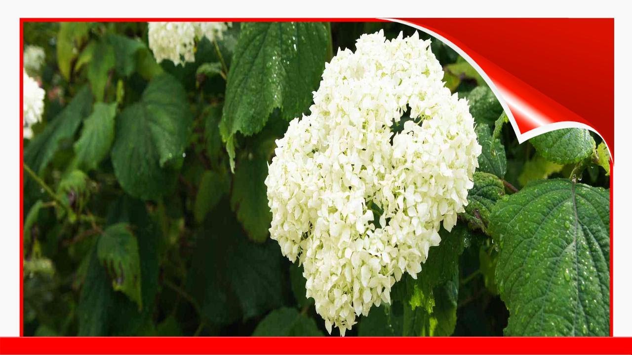 14 Beautiful Hydrangea Varieties 🛋️