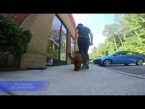 1 Yr. Old Red Australian Labradoodle "Zelda" |Amazing Transformation|Dog Trainers of Hampton Roads