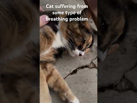 Cat suffering from lung infection of some kind #cat #cathurting #sadcats
