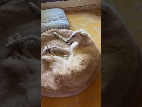 this is a more western pronunciation #pronouce #borzoi #hosegoat #weirdpets #dogs #unhinged #houk