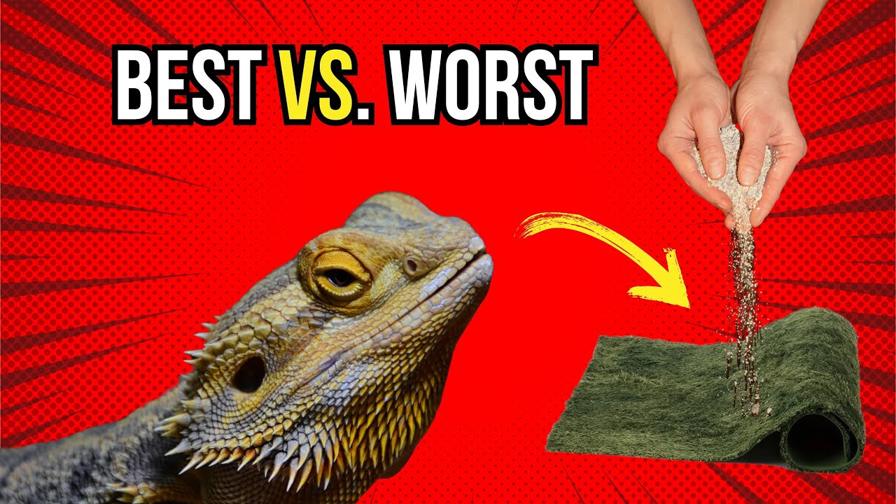 Bearded Dragon Substrate | Good vs. Bad
