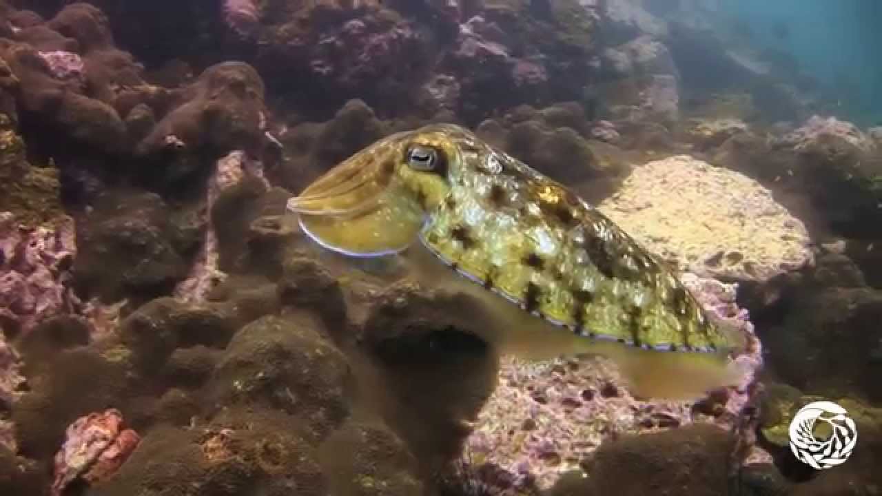 Cephalopods are Quick-Change Artists