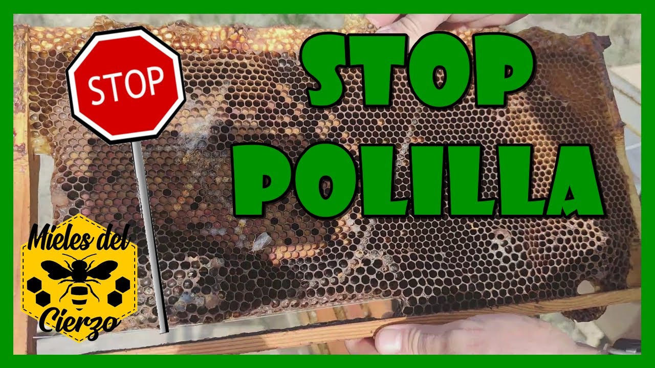 STOP POLILLA