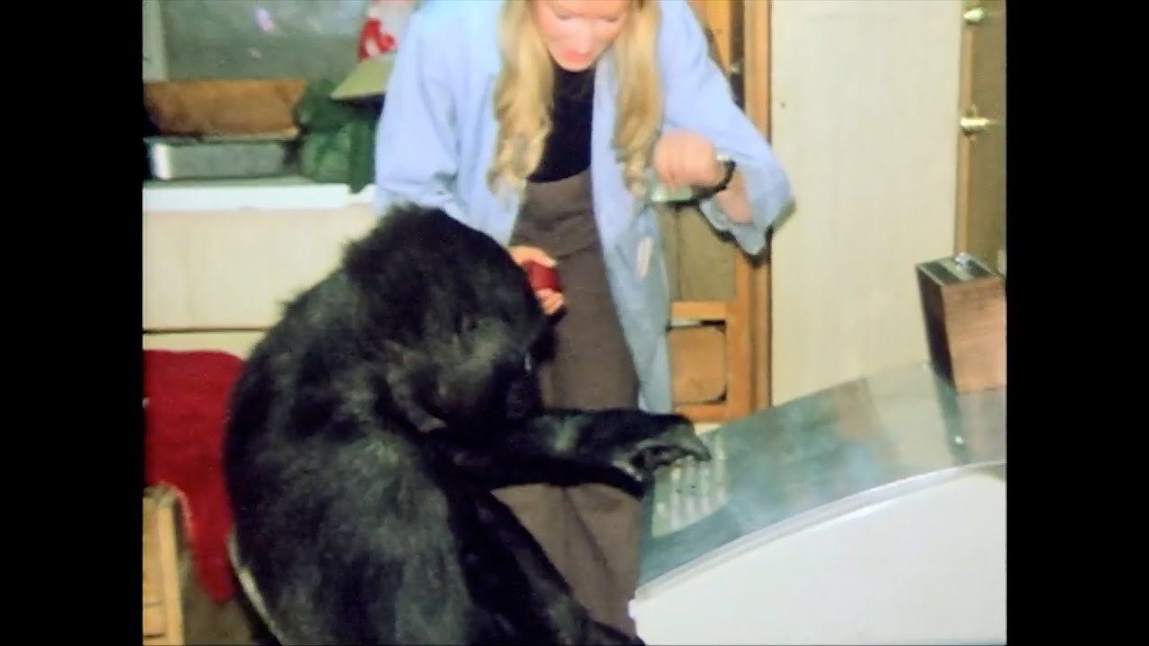 Koko's Talking Teletype (1977-79)