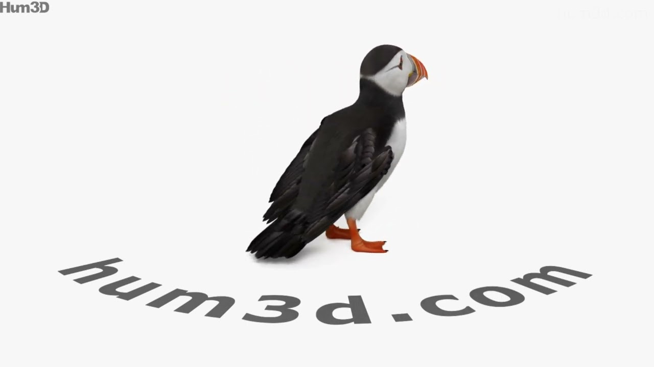 Puffin 3D model by 3DModels.org