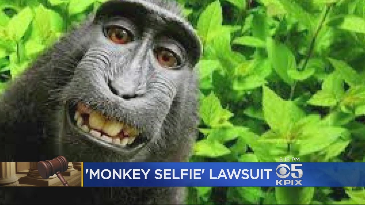 Federal Appeals Court Hears Copyright Case Over Monkey Selfies