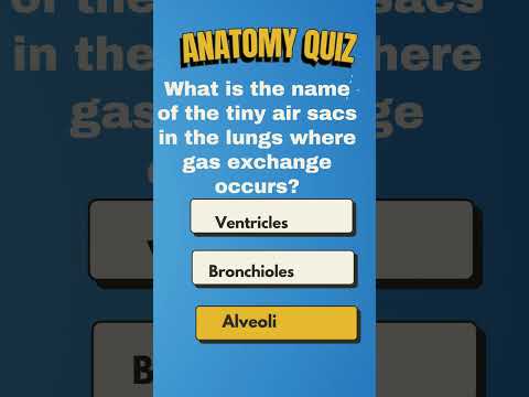 What is the name of the tiny air sacs in the lungs where gas exchange occurs? #shortvideo #anatomy